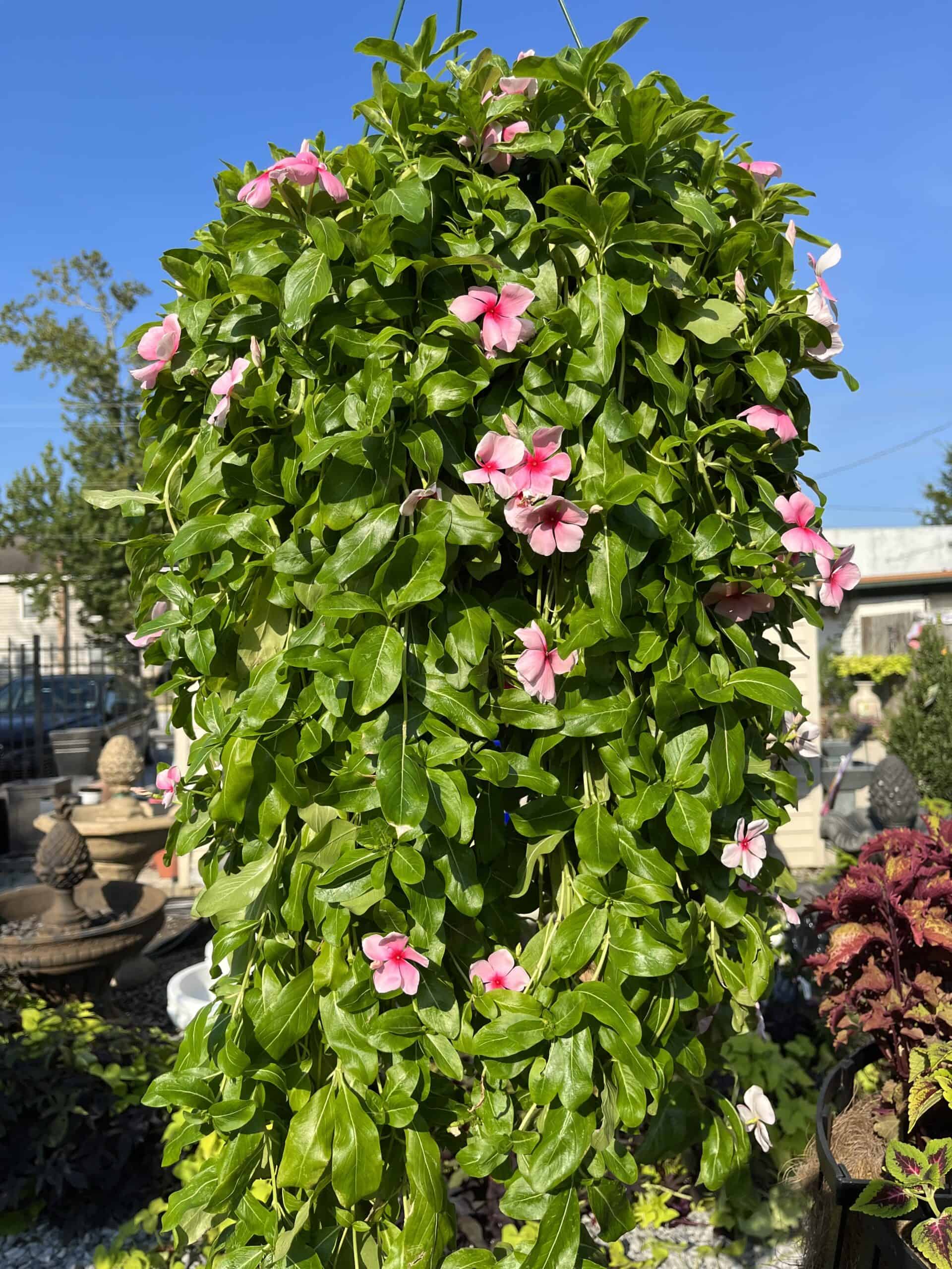 GT_Vinca_CoraCascadeStrawberry_IMG_0267 (1) – Master Gardeners of ...