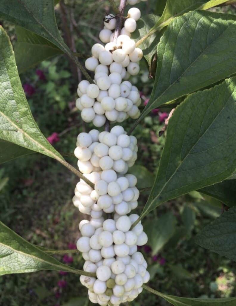 In Bloom - American Beautyberry - Master Gardeners of Greater New Orleans