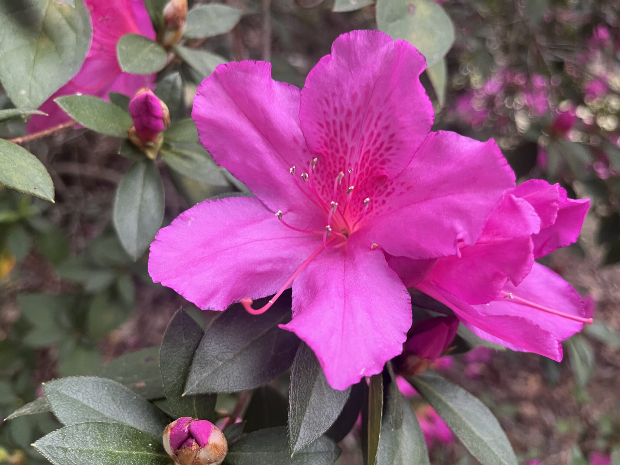 In Bloom - Azaleas - Master Gardeners of Greater New Orleans